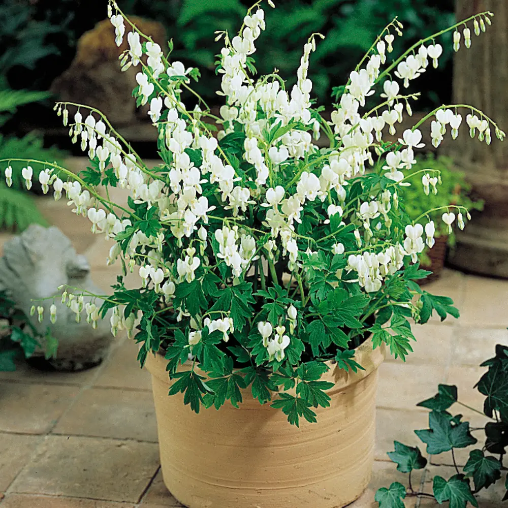 Dicentra spectabilis Alba- Devojačko srce bela