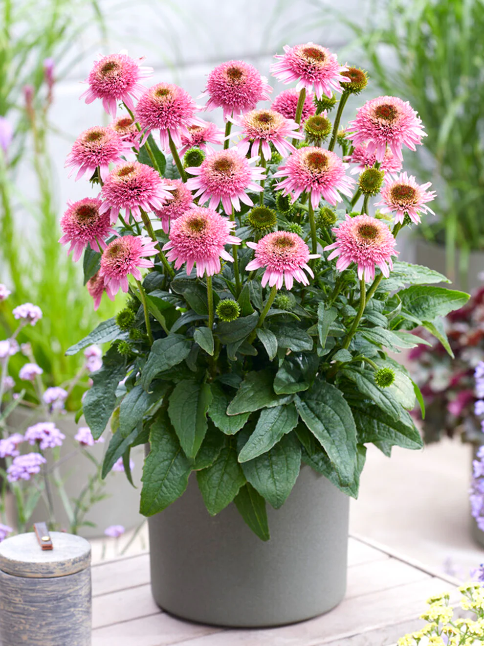 Echinacea butterfy kiss