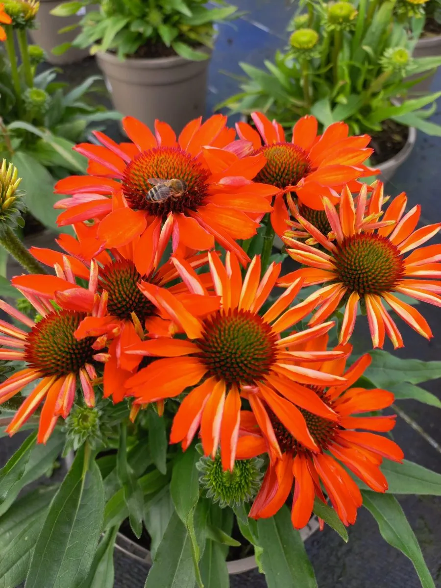 Echinacea Prima saffron