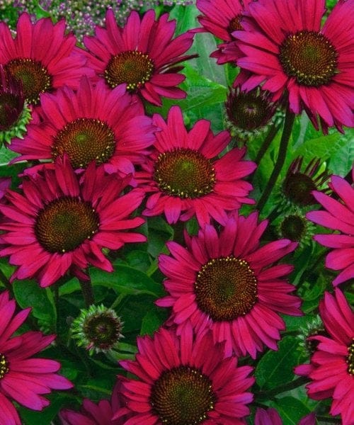 Echinacea sunseekers fatall atraction