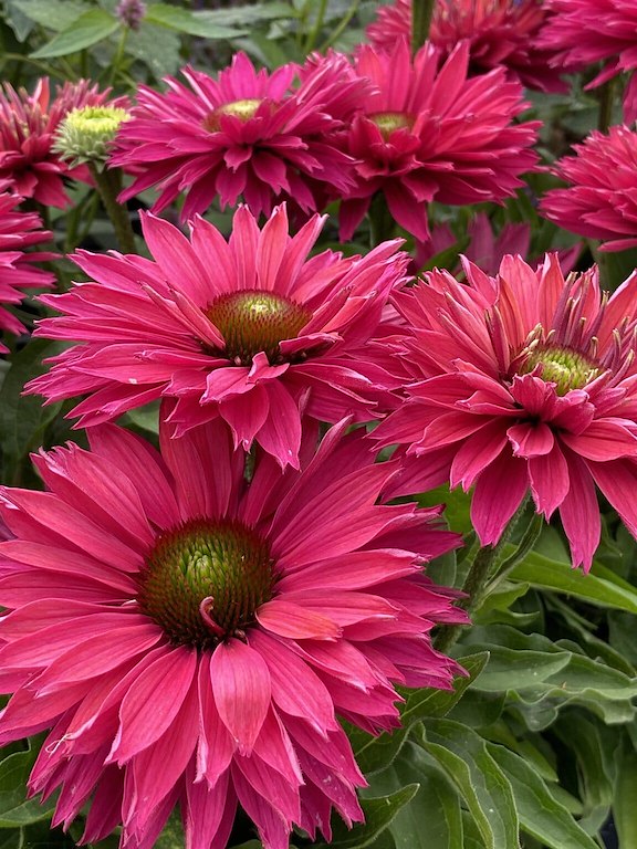 Echinacea sunseekers pink grapefruit