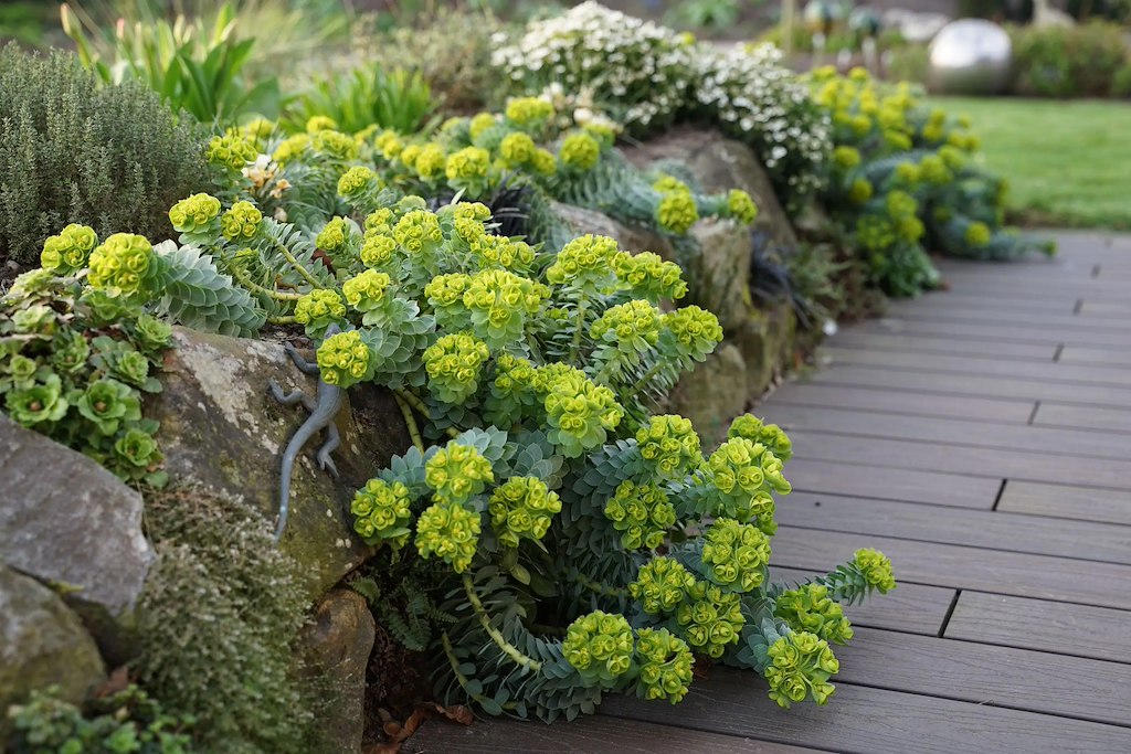 Euphorbia Myrsinites – Rudinska mlečika