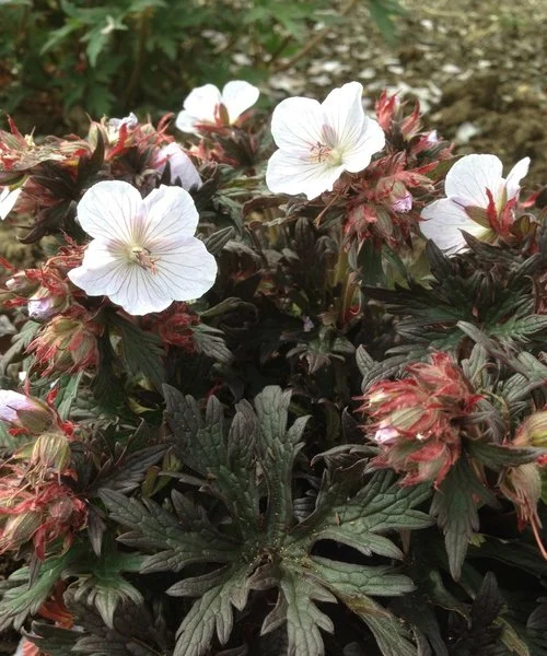 Geranium Black ‘n White- Geranijum tamni sa belim cvetom