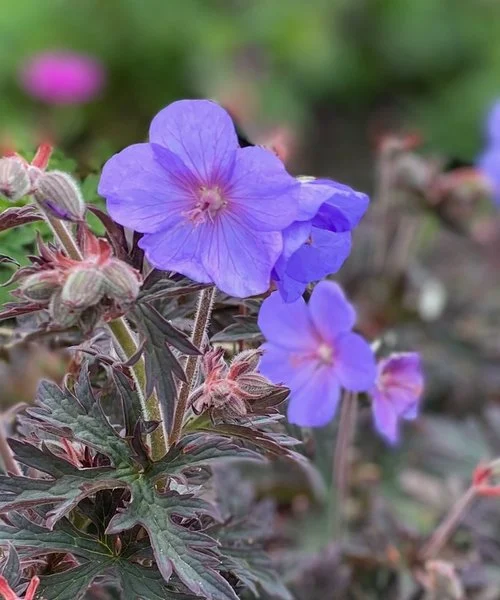 Geranium Boom Chocolatte- Geranijum tamni sa plavim cvetom