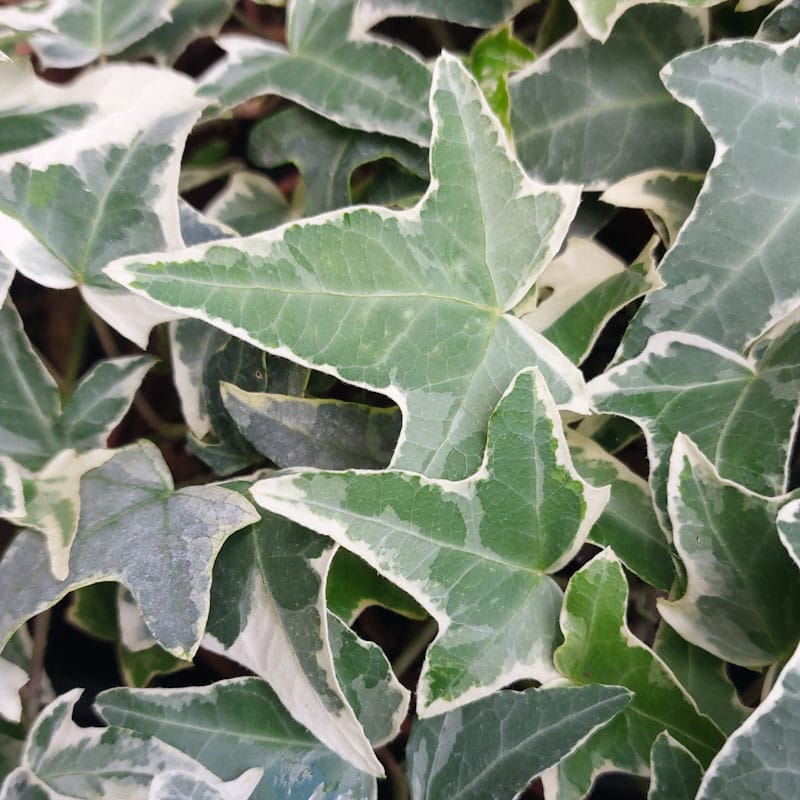 Hedera helix Silver King – Bršljan