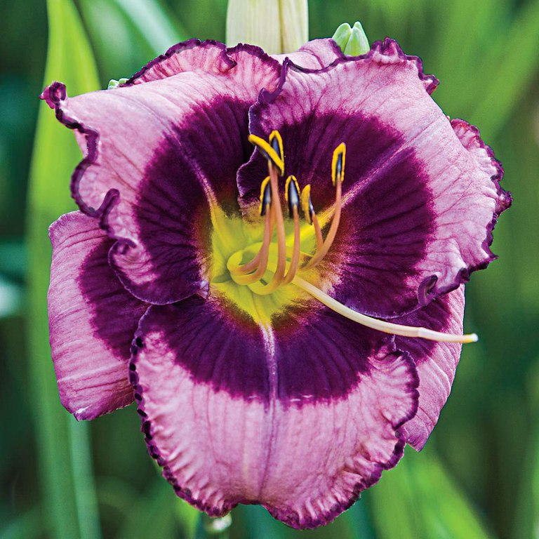 Hemerocallis Macbeth