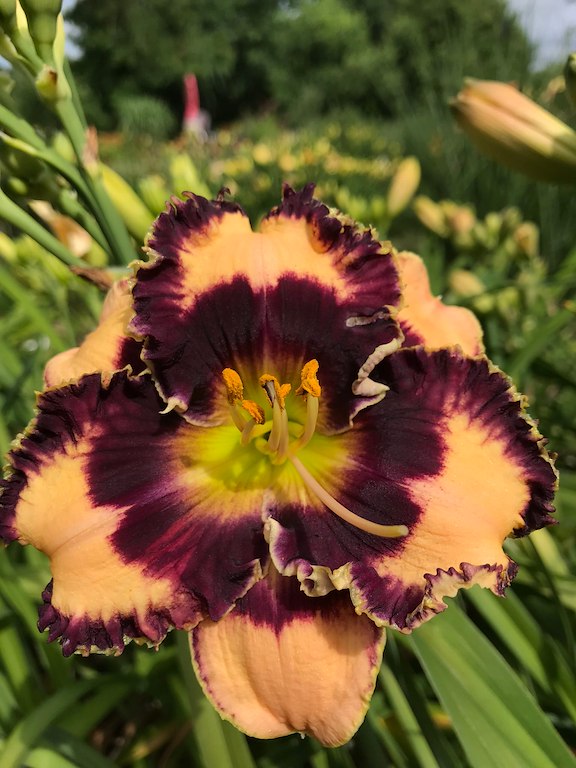 Hemerocallis Open my eyes