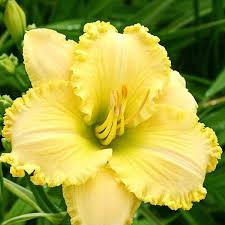 Hemerocallis Villa Vanilla