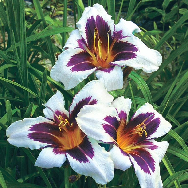 Hemerocallis Wild Horses