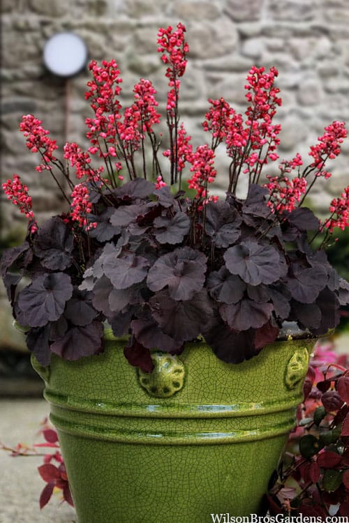 Heuchera Black forest cake