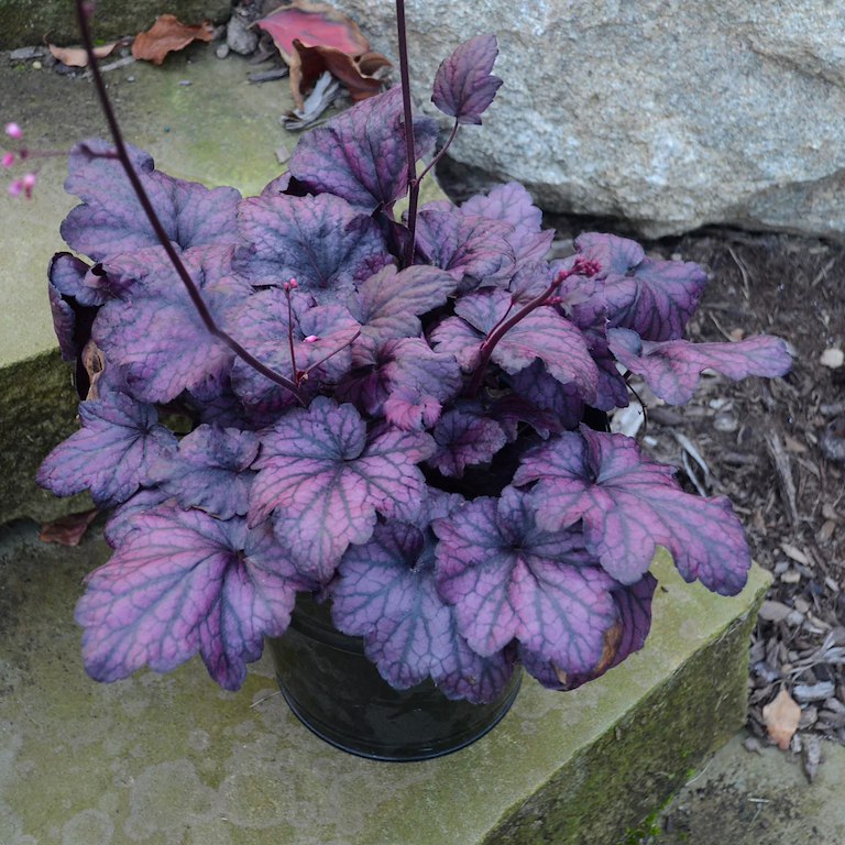 Heuchera Electric plum