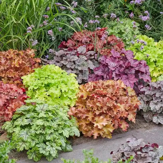 Heuchera mix 3 komada različite vrste