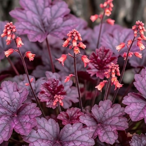Heuchera Mulberry