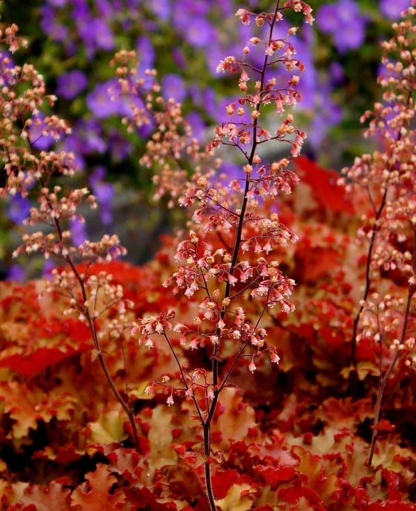 Heuchera orangeberry
