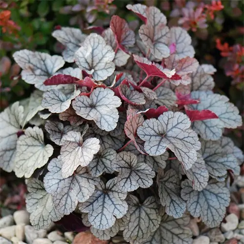Heuchera Silver scolls