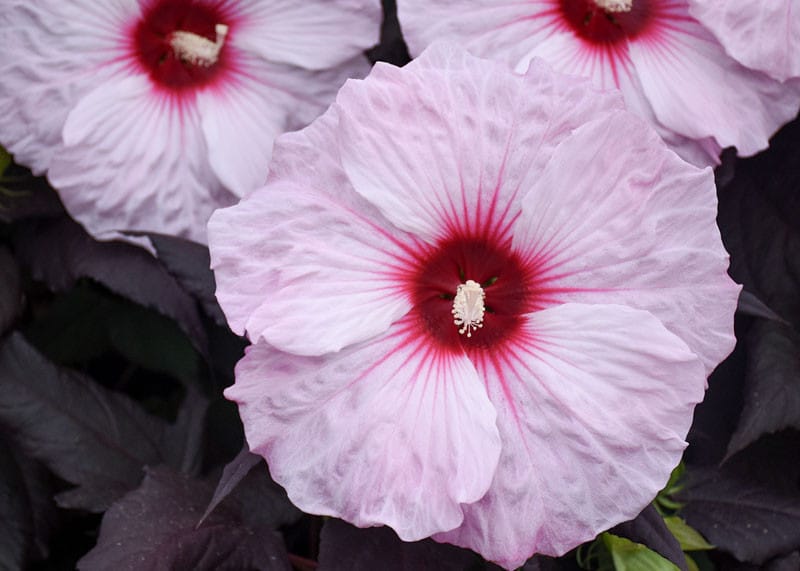 Hibiscus summerific dark mystery-Hibiskus močvarski dark mistery