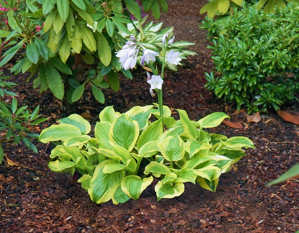 Hosta Summer Lovin