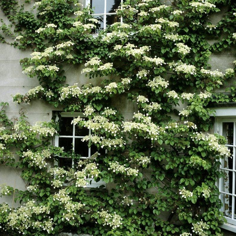 Hydrangea anomala Petiolaris- Puzava hortenzija