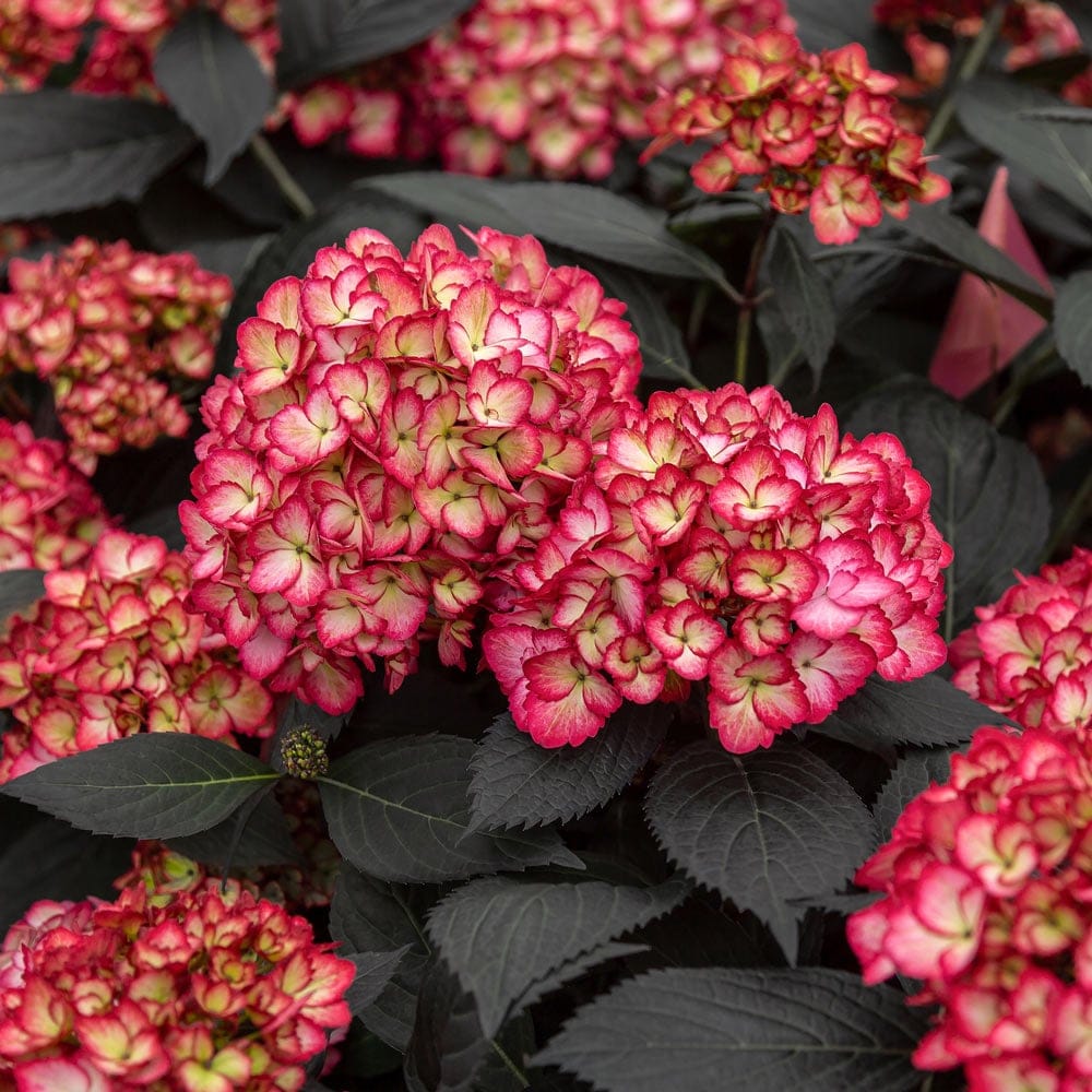 Hydrangea macrophylla Eclipse Red-Hortenzija