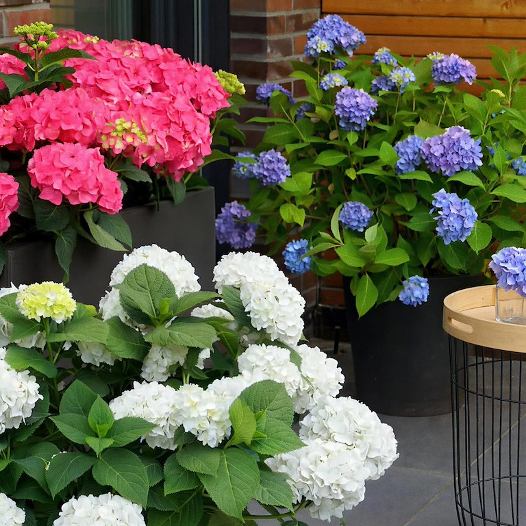 Hydrangea macrophylla mix- Hortenzija 3komada različitih