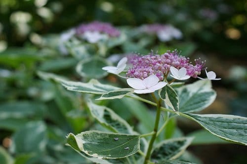 Hydrangea macrophylla variegata- Šarenolisna hortenzija