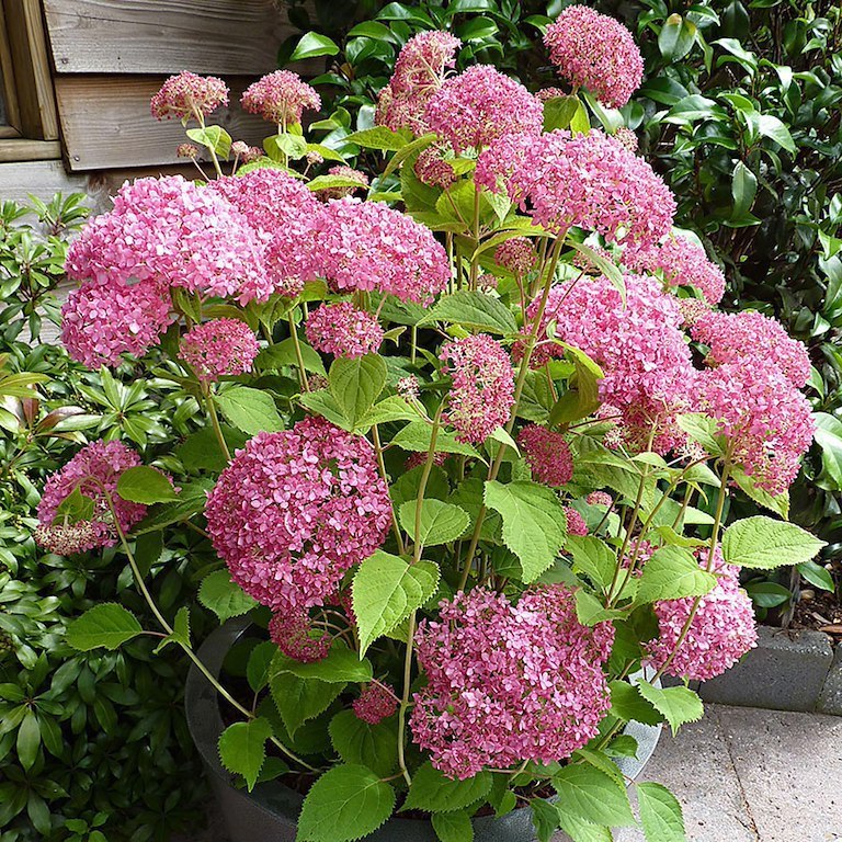 Hydrangea Pink Annabelle-Hortenzija Anabela roza