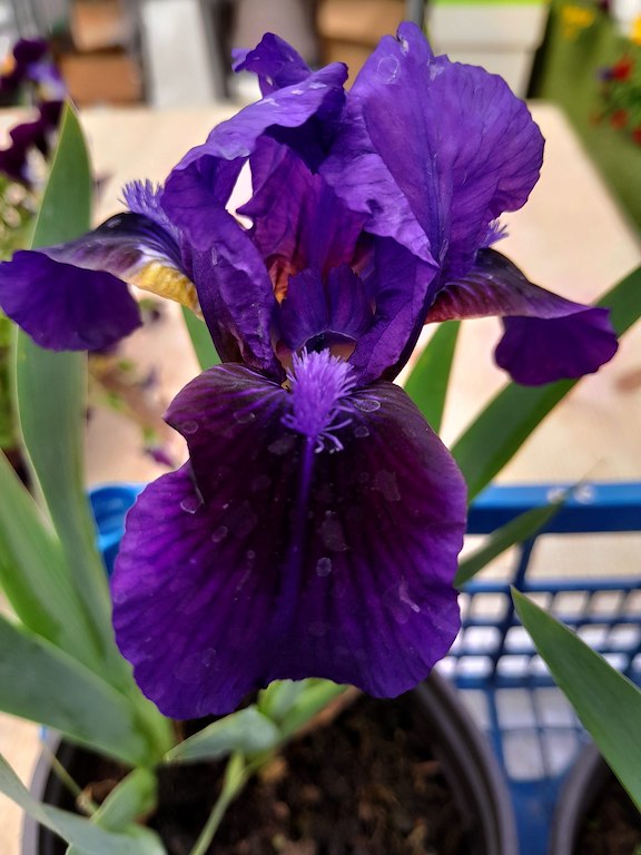 Iris germanica dwarf Bluestone