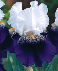Iris germanica Night Edition