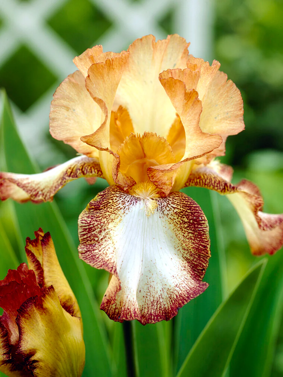 Iris germanica Siva Siva