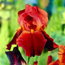 Iris germanica Sultan’s Palace