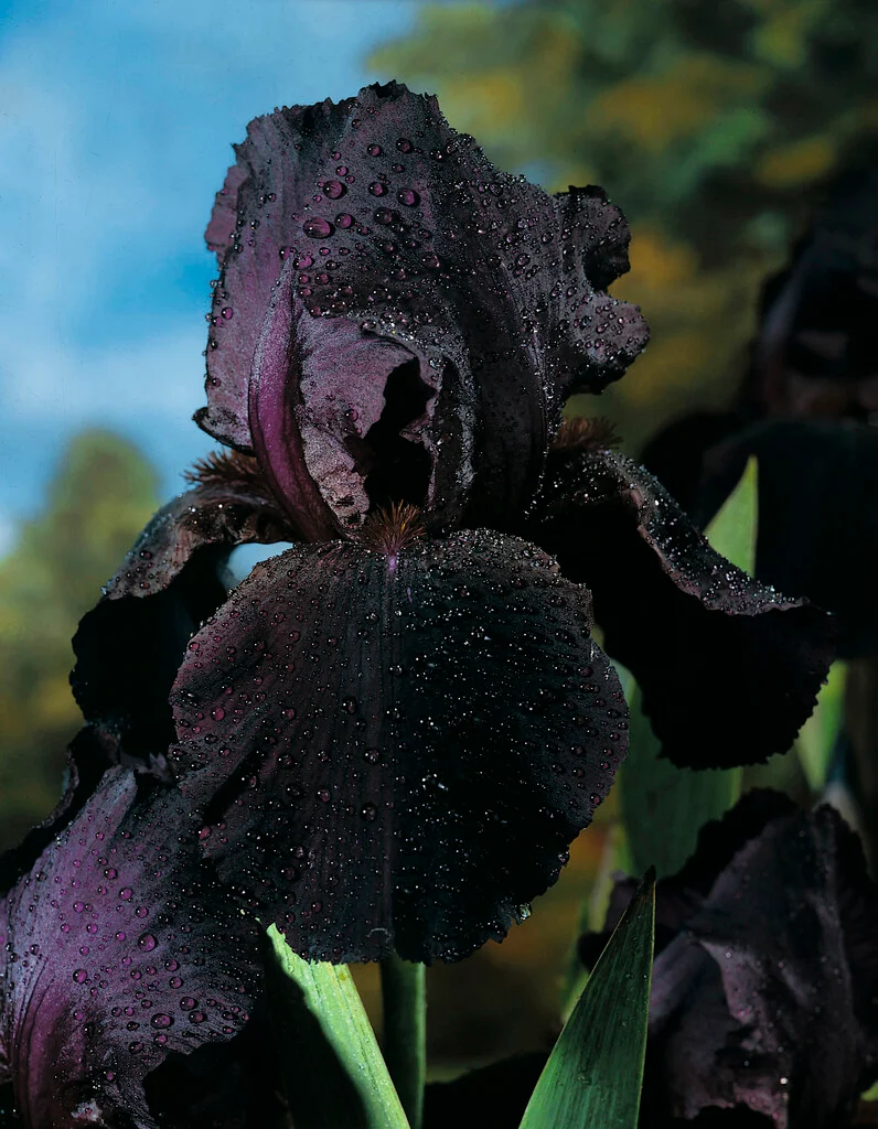 Iris germanica Swahili