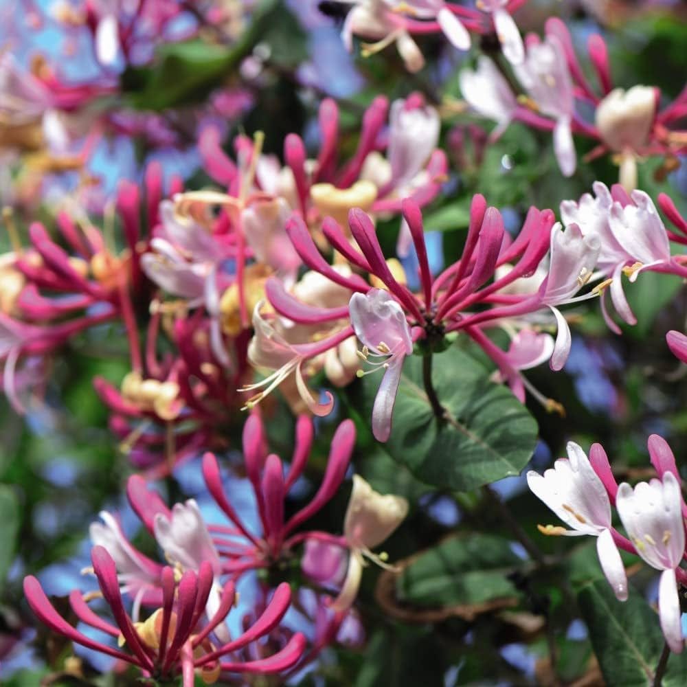 Lonicera caprifolium L. – Orlovi nokti rozo-beli
