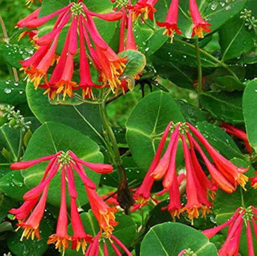 Lonicera sempervirens coral – Orlovi nokti koralni