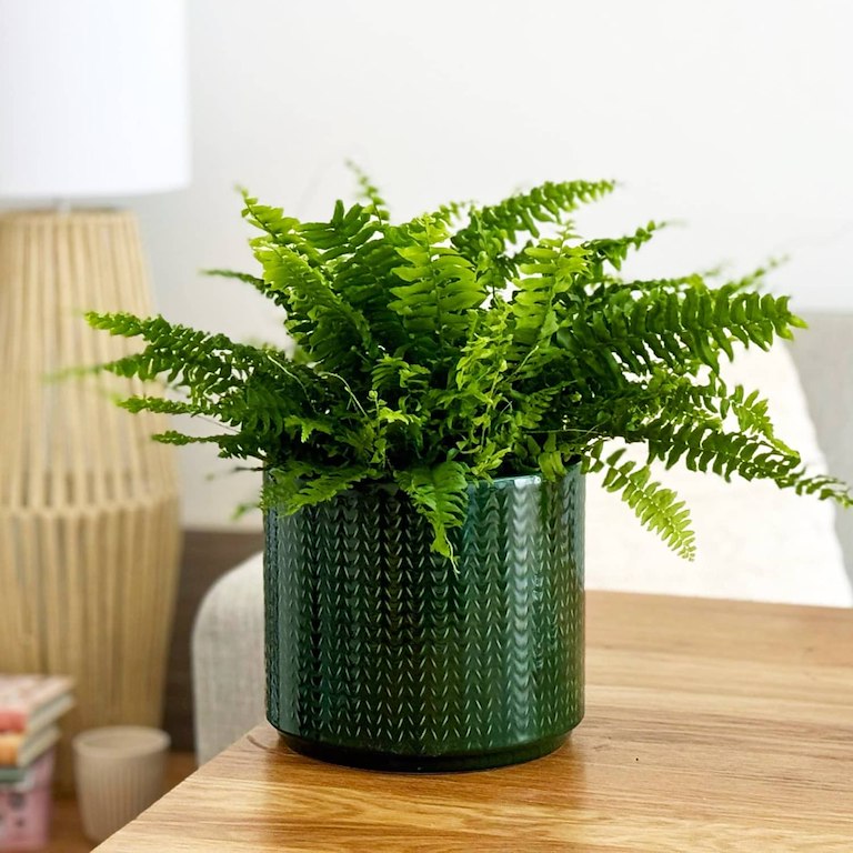 Nephrolepis exaltata Green Moment – Sobna paprat