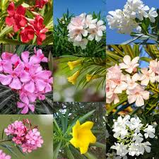 Nerium oleander – Liander boja po našem izboru