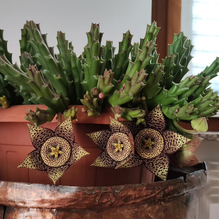 Orbea variegata – Orbea