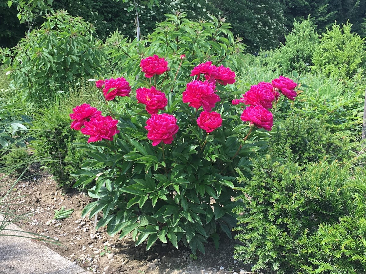 Paeonia lactiflora adolphe rousseau -Zeljasti božur