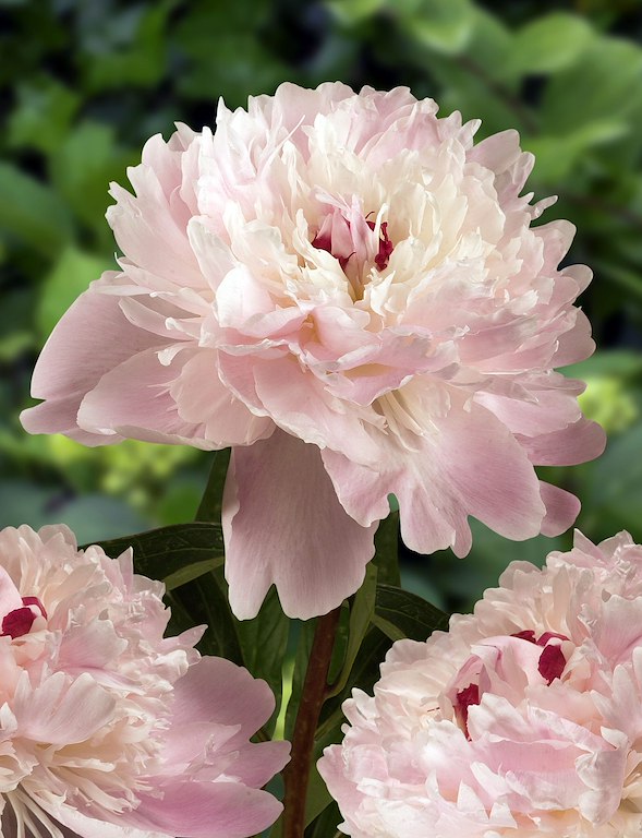 Paeonia lactiflora alertie- Zeljasti božur