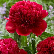Paeonia lactiflora red sharm- Zeljasti božur