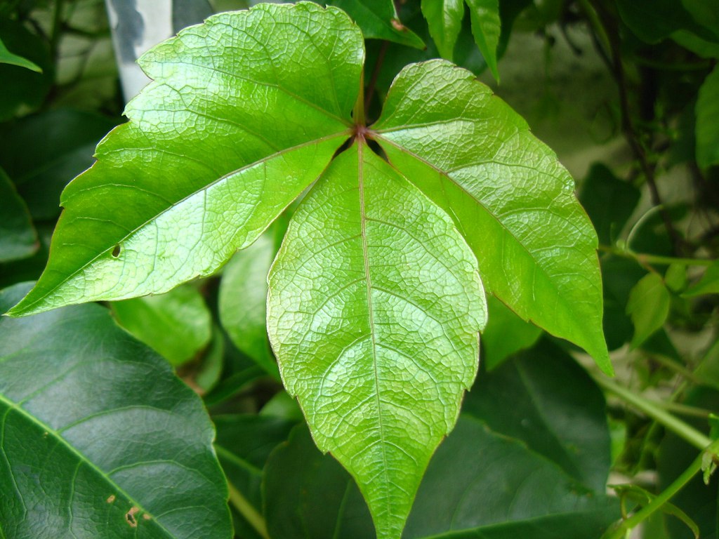 Parthenocissus Dalzielli – Partenocisus Dalzieli (troprsti)