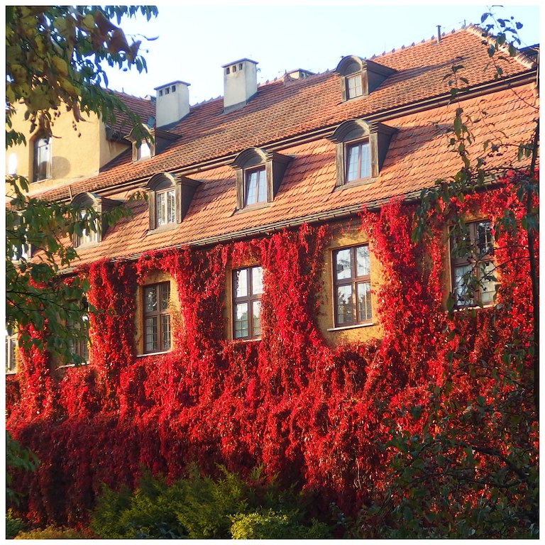 Parthenocissus Quinquefolia – Partenocisus petoprsti