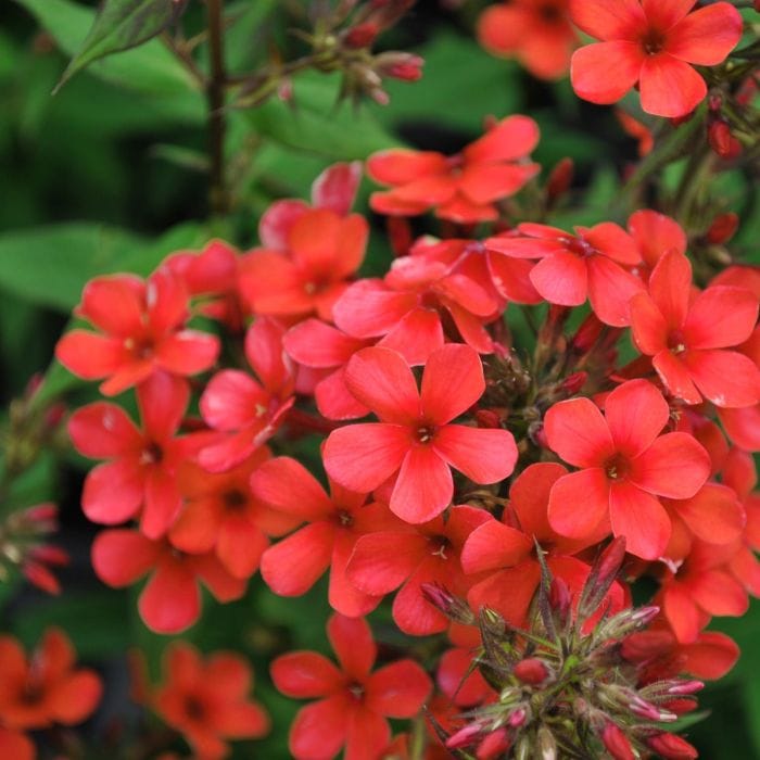 Phlox paniculata early red- Floks