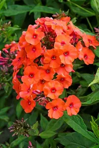 Phlox paniculata orange perfect- Floks