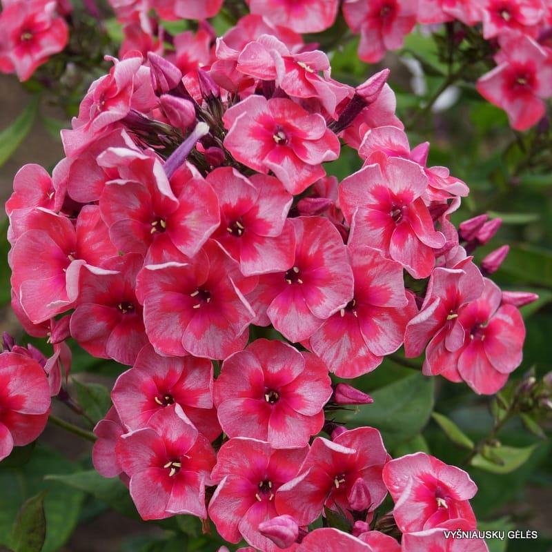 Phlox paniculata stars and stripes