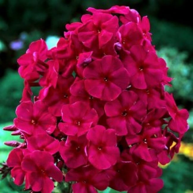 Phlox paniculata strawberry daiquiri – Floks