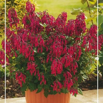 Phygelius rectus candy drops red