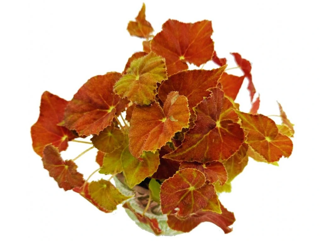 Rex Begonia Amber love