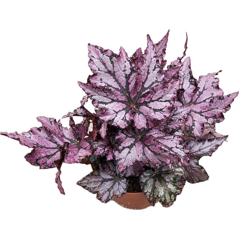 Rex Begonia Bewitched Pink