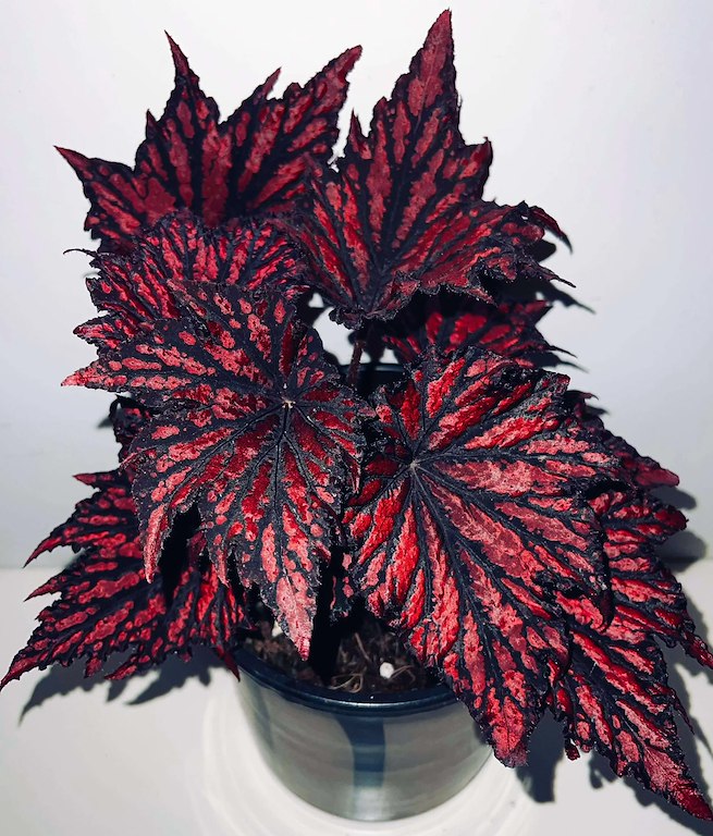 Rex Begonia Bewitched Red Black
