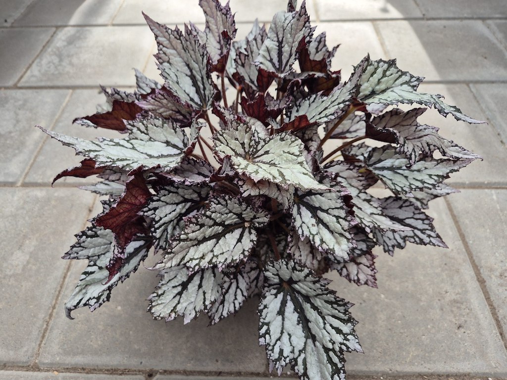 Rex Begonia Bewitched White